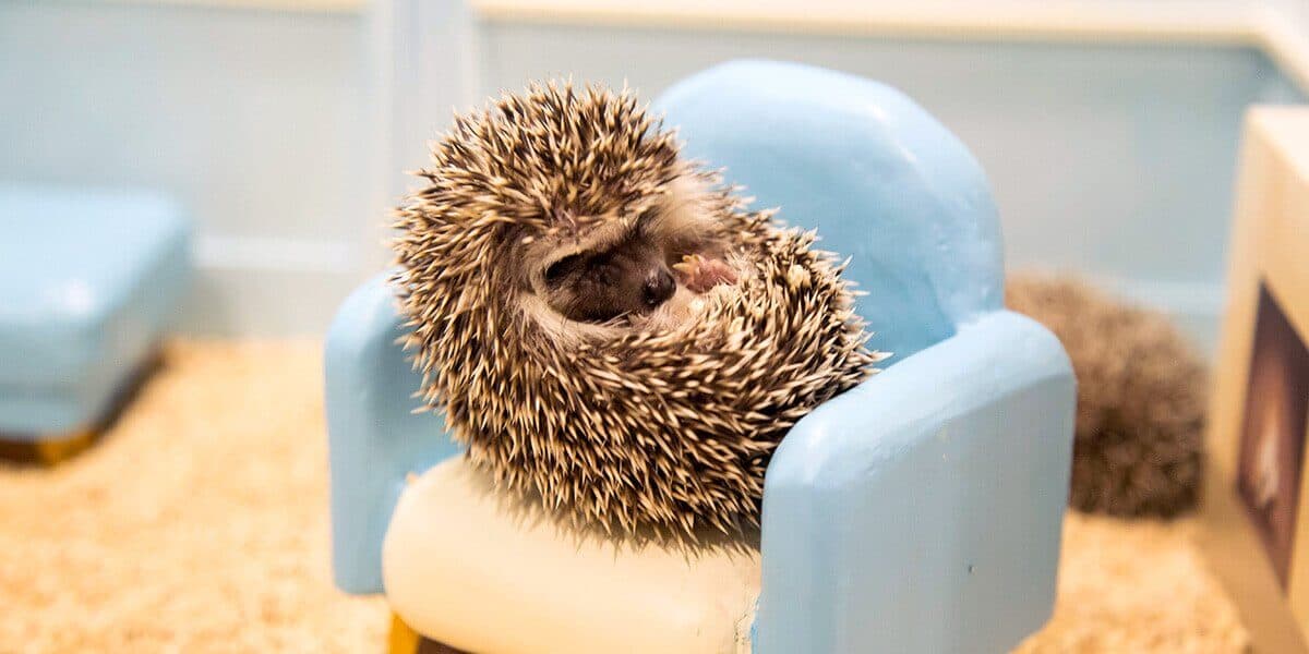 ChikuChikuCAFE – Hedgehog Home & Cafe in Shibuya